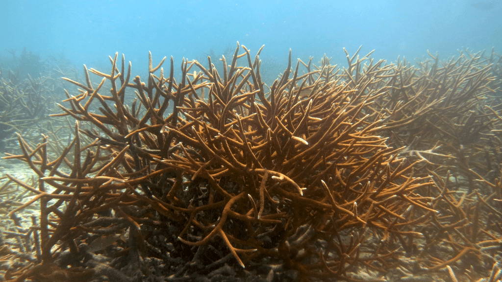 DARPA X-REEFS — Environmental Epigenetics Lab (EELab)